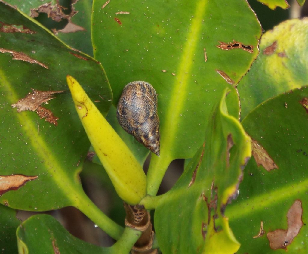 Mangrove Periwinkle Snails - Ken F. Tracey