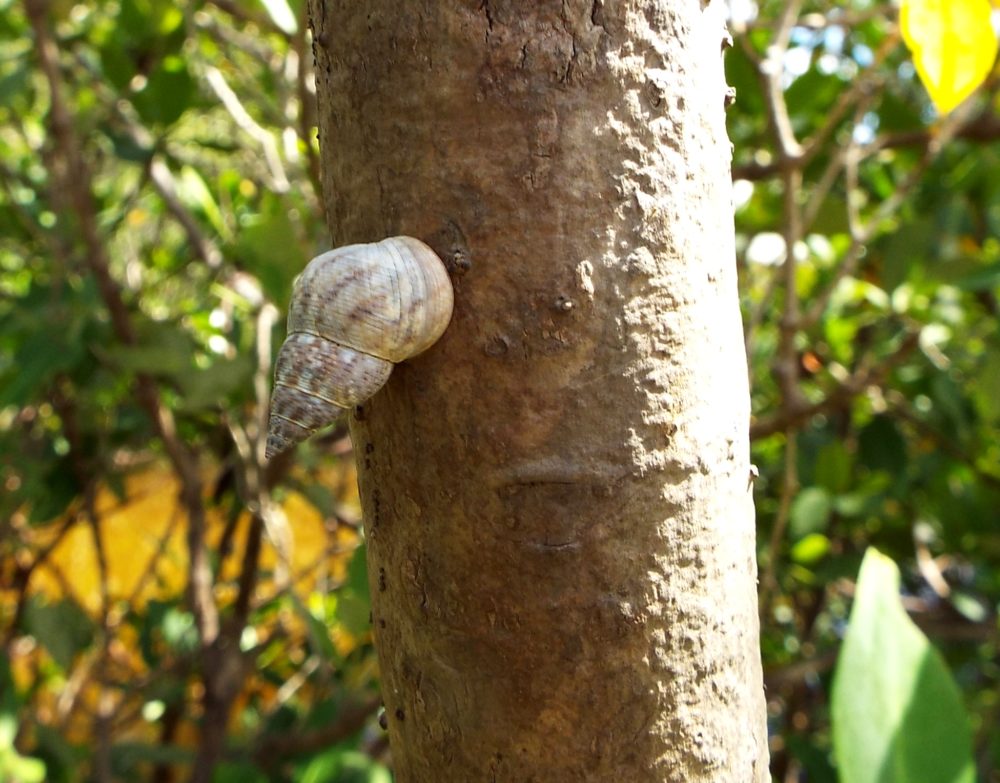 Mangrove Periwinkle Snails - Ken F. Tracey
