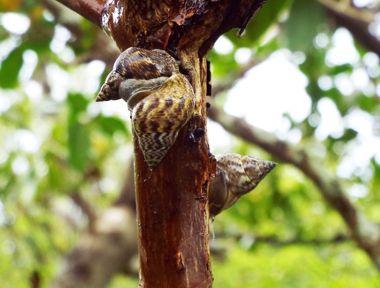 Mangrove Periwinkle Snails - Ken F. Tracey