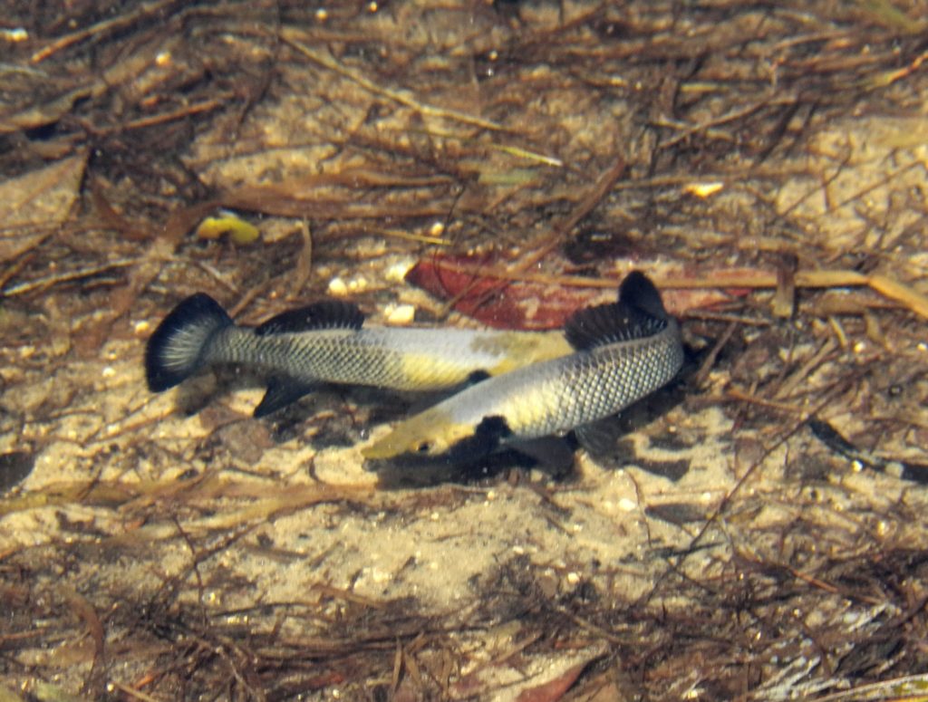 Longnose Killifish - Ken F. Tracey